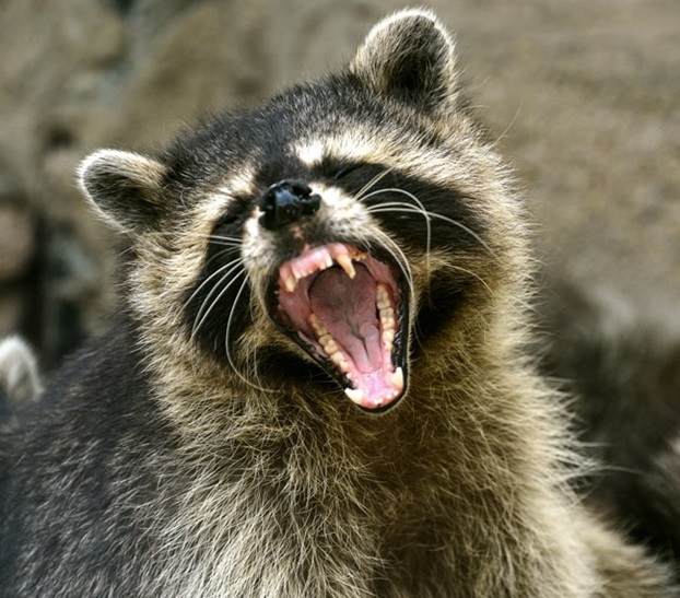 Mapaches con rabia en vecindario dominicano NYC