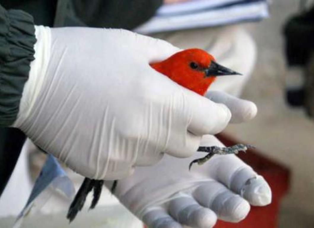 Hallan 32 aves vivas en equipaje de viajero español que llegó a Puerto ...