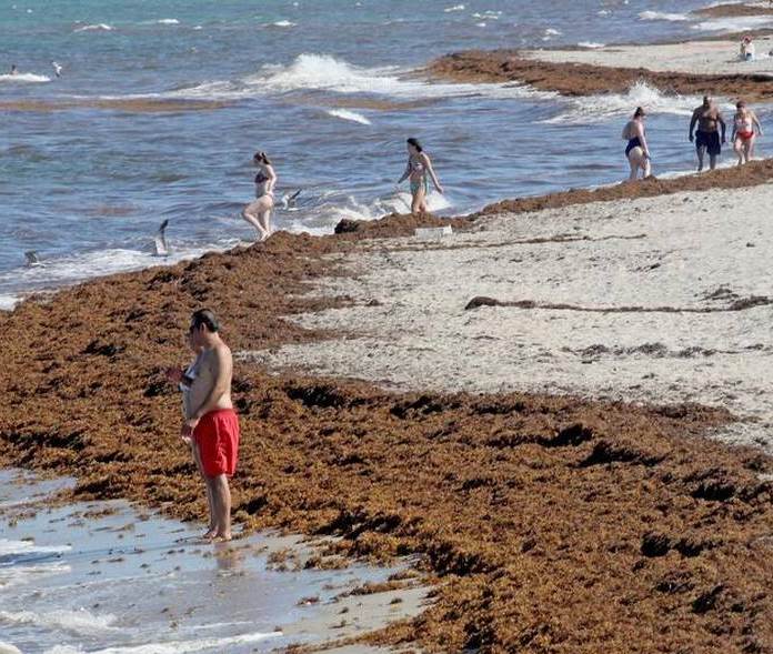 Comienza limpieza de alga del sargazo en playas turísticas de Miami ...