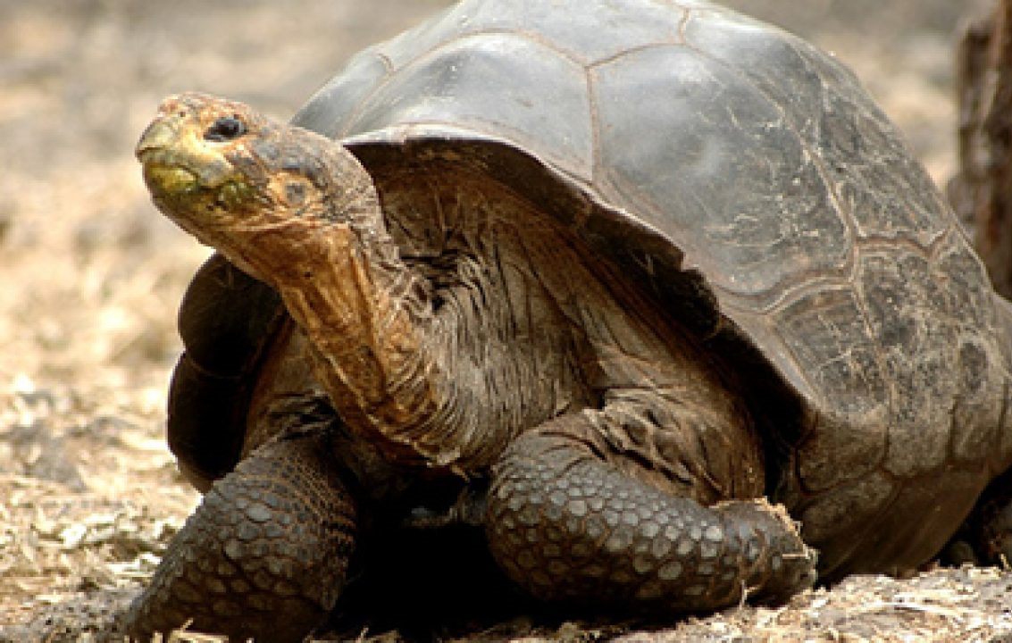 Muere a los 344 años Alagba, la tortuga más vieja de África – El Nuevo ...