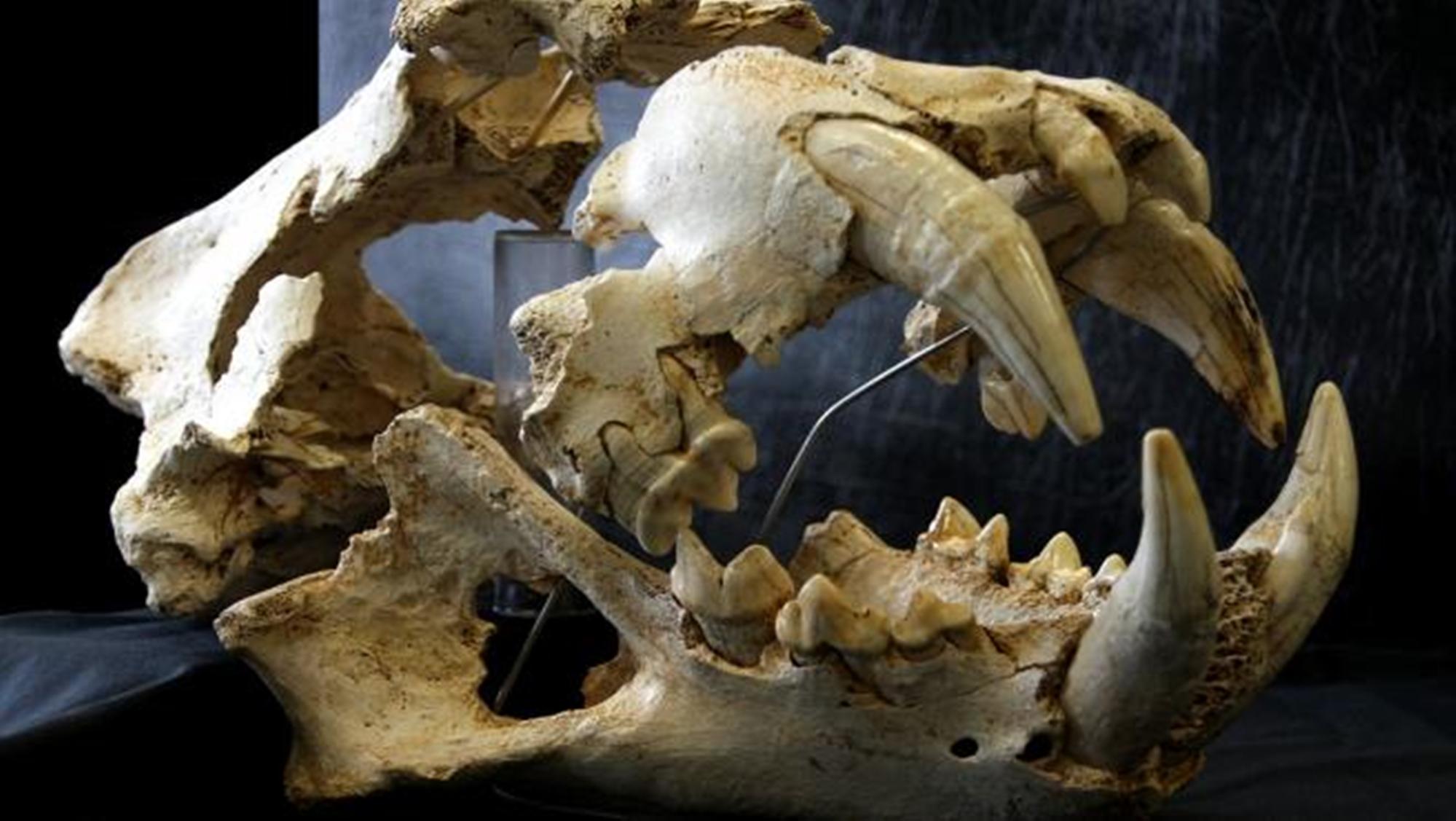 León del Paleolítico hallado en España era más robusto que los actuales ...