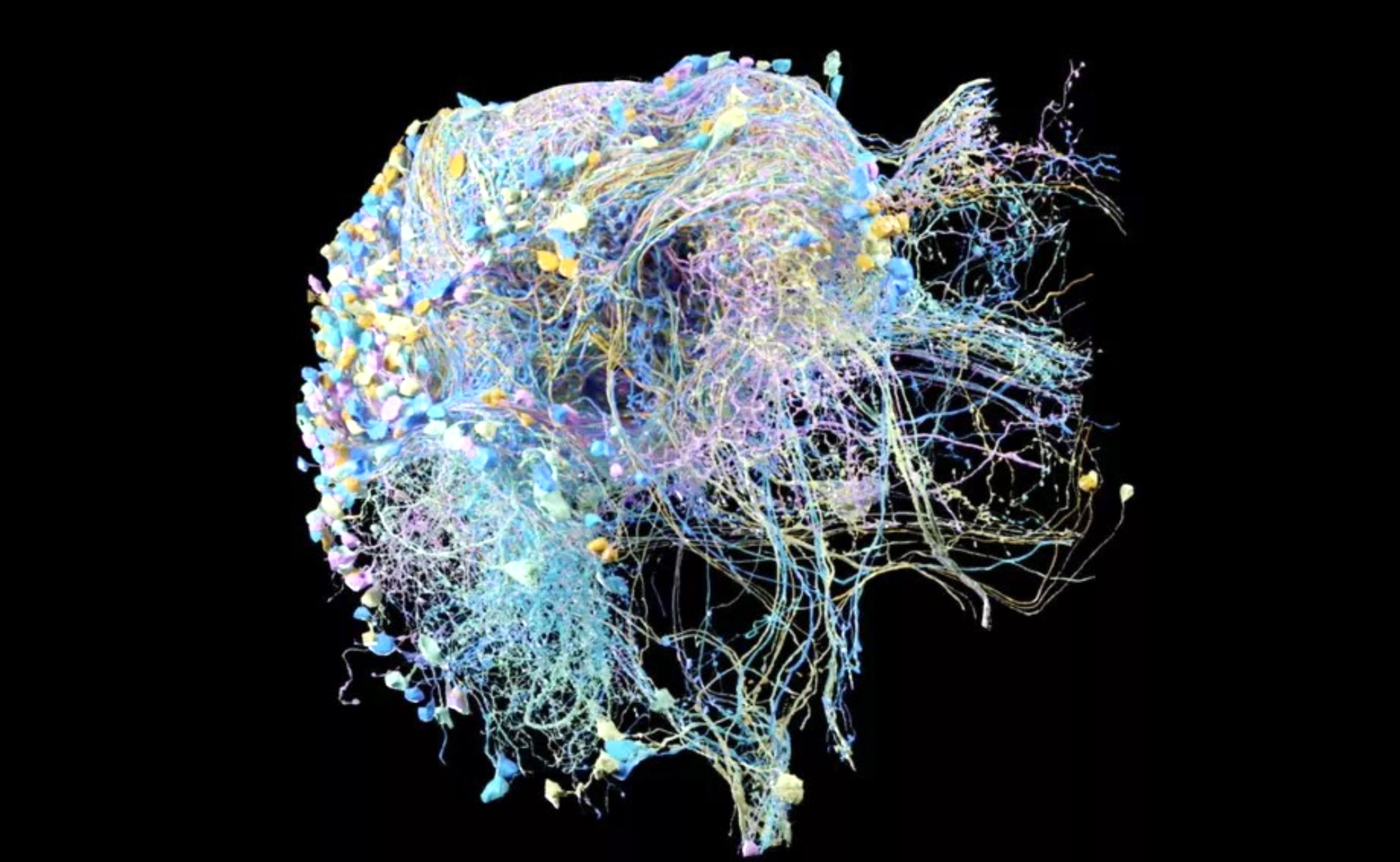 (VIDEO) Google publica imágenes en 3D del mapa de conectividad cerebral ...