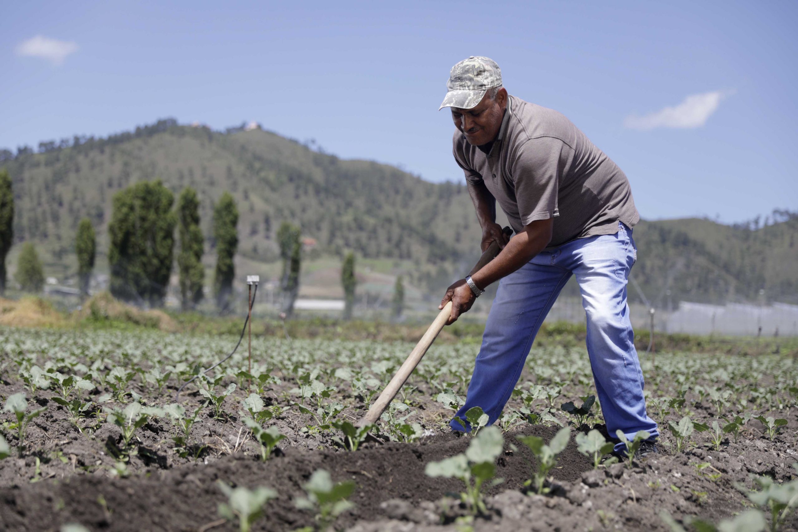 Vicepresidencia dice asesora familias Prosoli en producción de ...