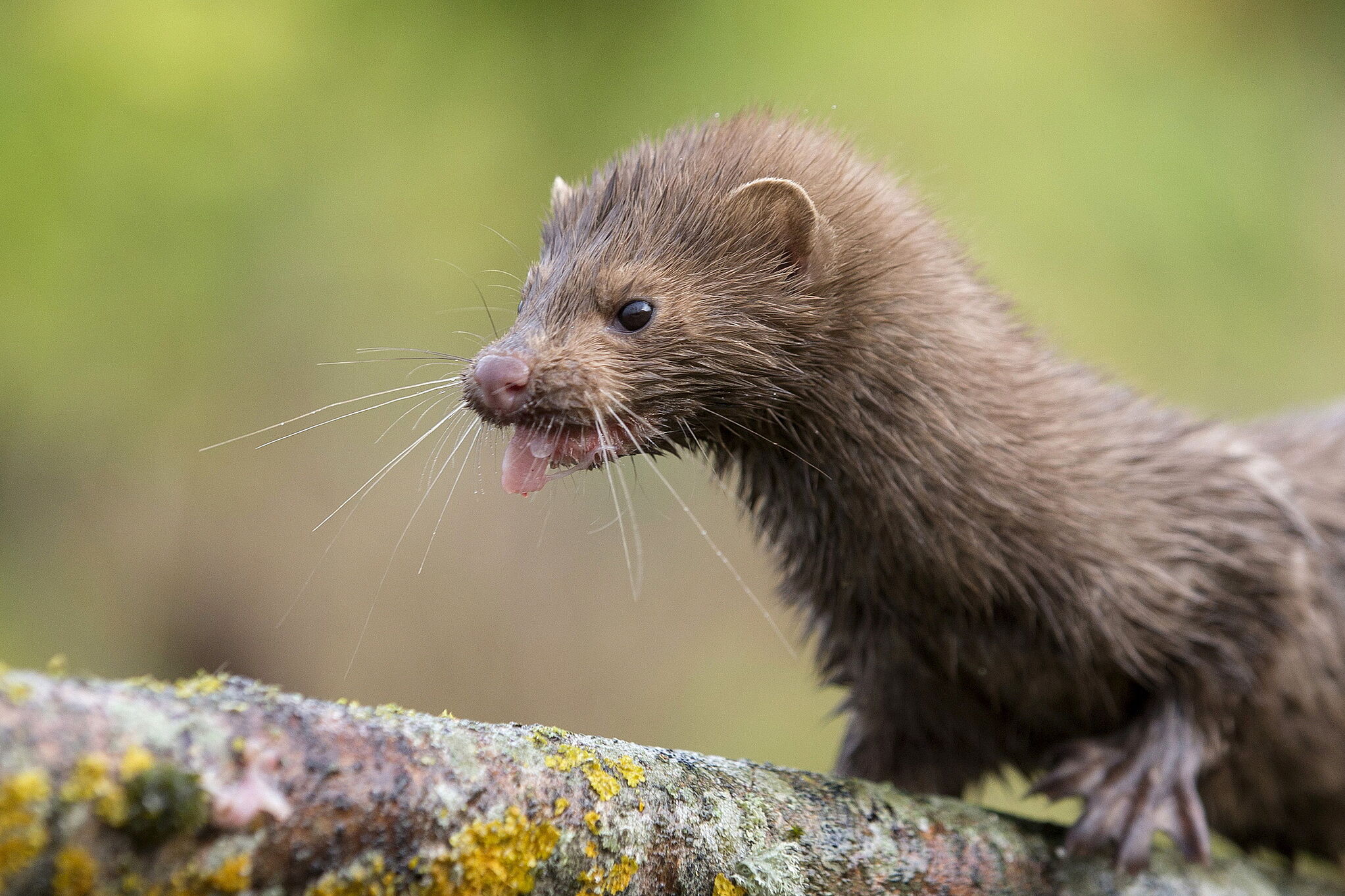 Detectado el coronavirus en otra granja de cría de visones en Holanda ...
