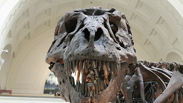 Hallada una nueva especie de dinosaurio carnívoro en Argentina – El ...