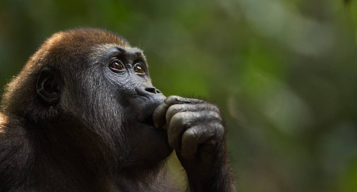 Simios de un zoológico de EEUU, primeros animales en recibir vacuna ...
