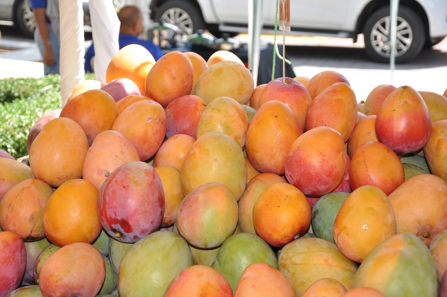 Organizaciones celebran versión virtual de la feria de mango 2021 – El ...