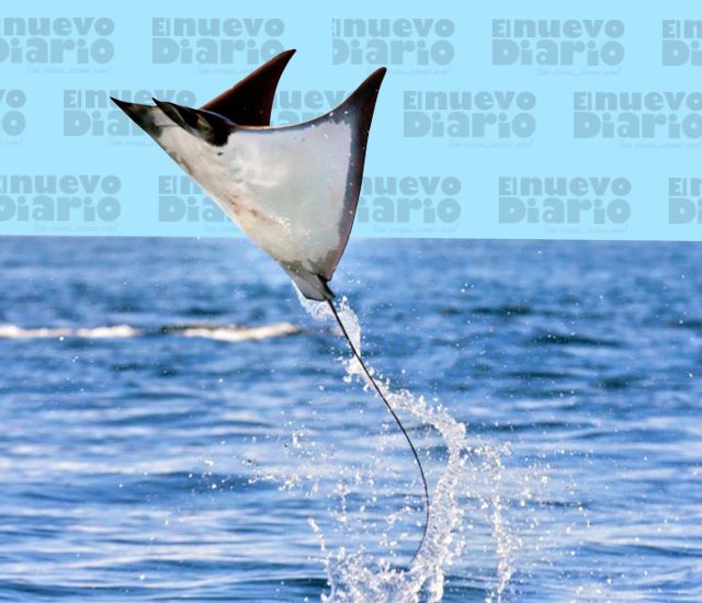 (VIDEO) Captan mantarrayas voladoras en el mar Caribe – El Nuevo Diario ...