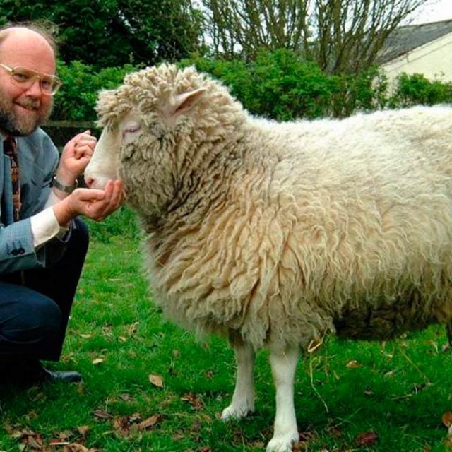 La oveja Dolly, el experimento que revolucionó la biología – El Nuevo ...