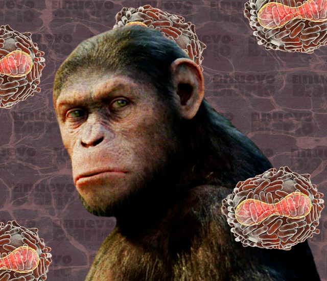 ¿Qué es realmente la viruela del simio? La enfermedad que podría haber ...