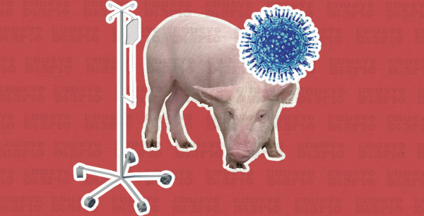 Las autoridades ya han detectado la fiebre porcina en 11 provincias ...