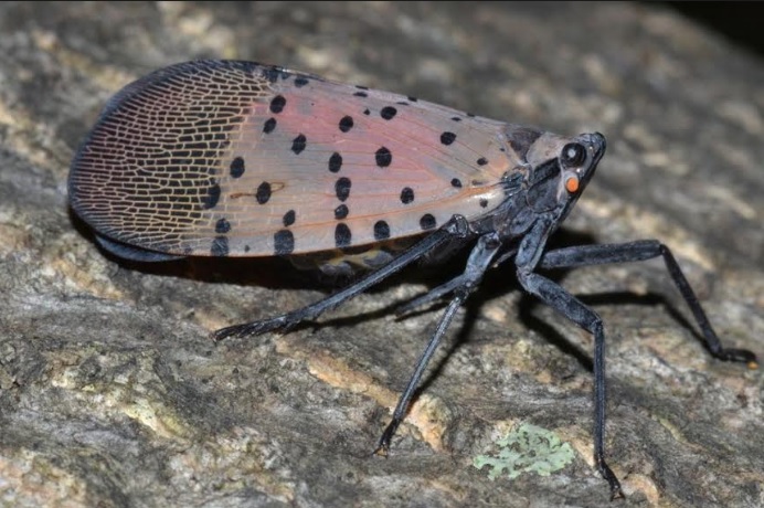 Mosca de origen chino invade Alto Manhattan y Central Park; peor ...
