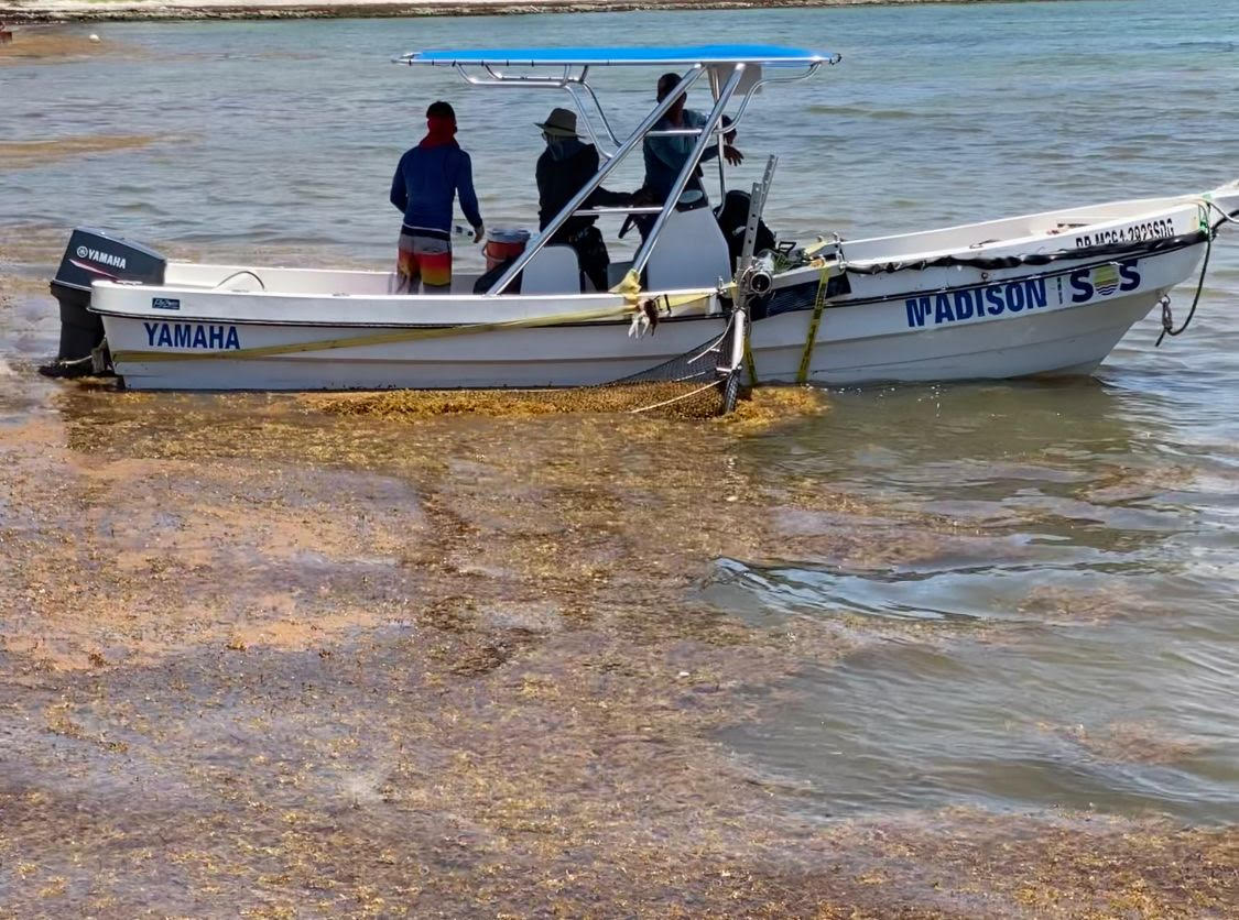 SOS Carbón informa ha recogido más de dos millones de libras de sargazo ...