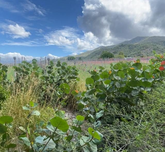 (VIDEO) Movimiento Descubre Azua dará a conocer parte fría de la ...