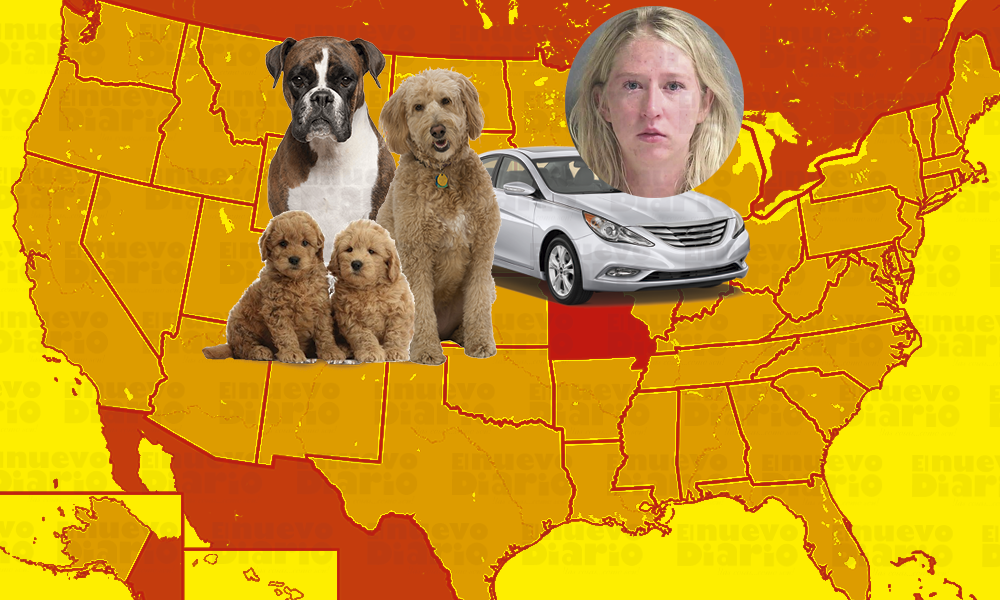 Arrestan a una mujer por muerte de 4 perros que dejó en un automóvil al ...