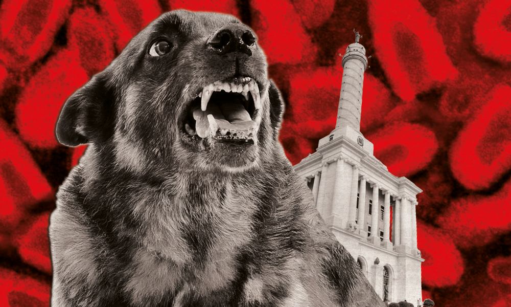 Veterinarios ratifican que hay tres casos de rabia canina en Santiago ...