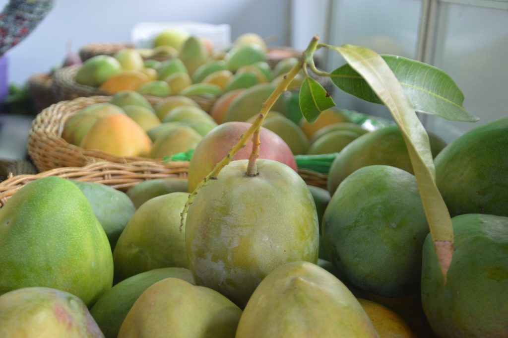 “Expo Mango Baní 2022” sobrepasa expectativas de sus organizadores ...