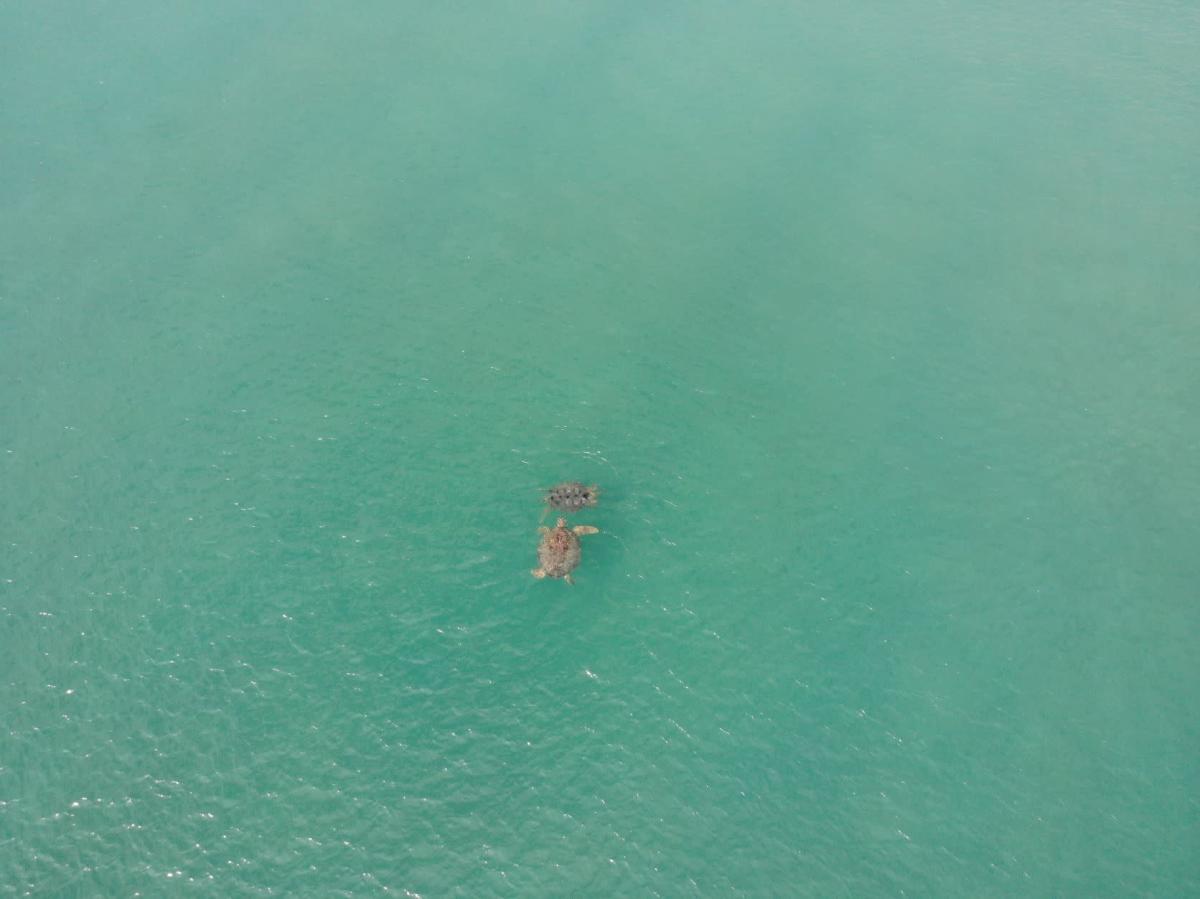 Lanzan Sistema De Drones Para Rastrear A Tortugas En Alta Mar En Florida 