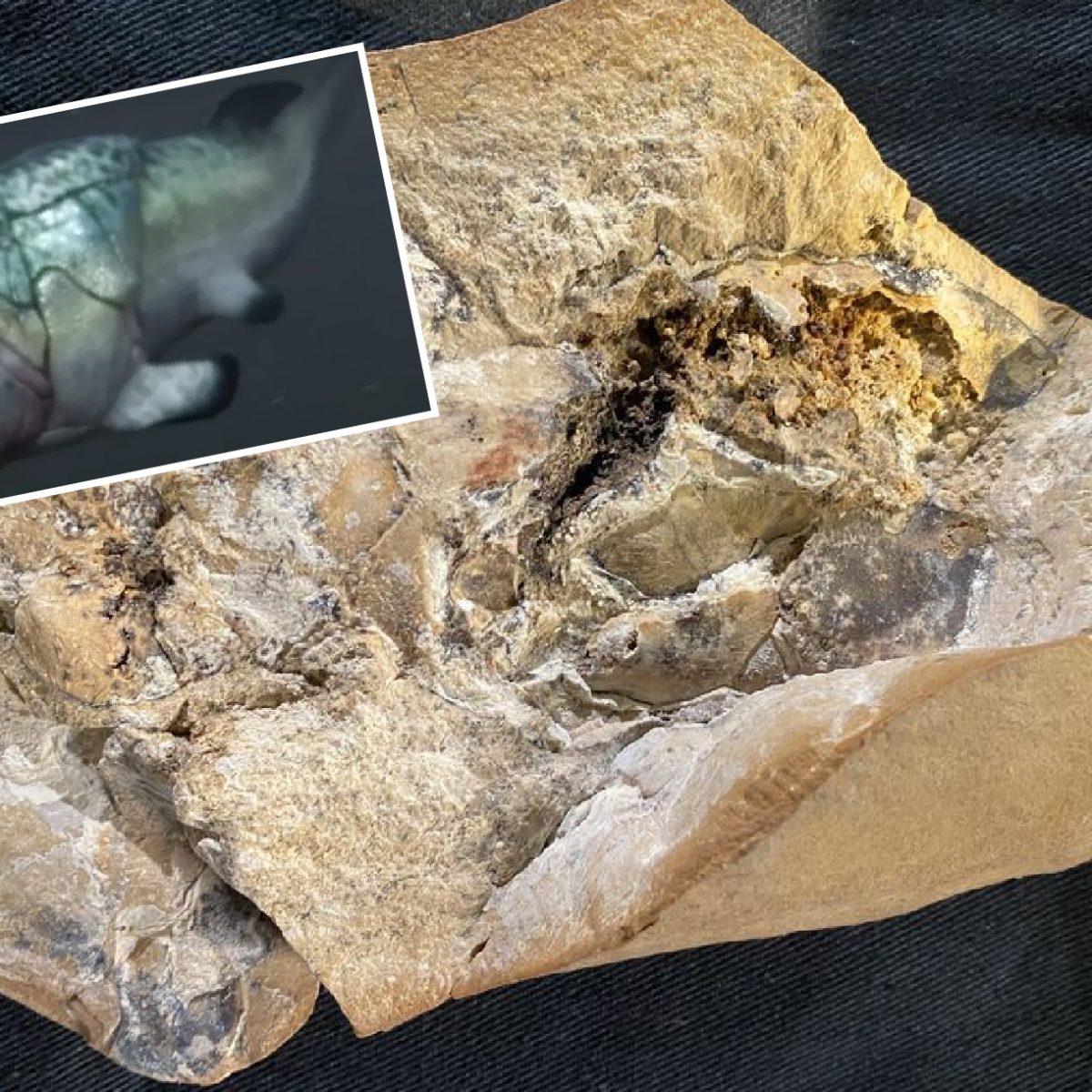 El corazón más antiguo del mundo es hallado dentro de un pez extinto ...