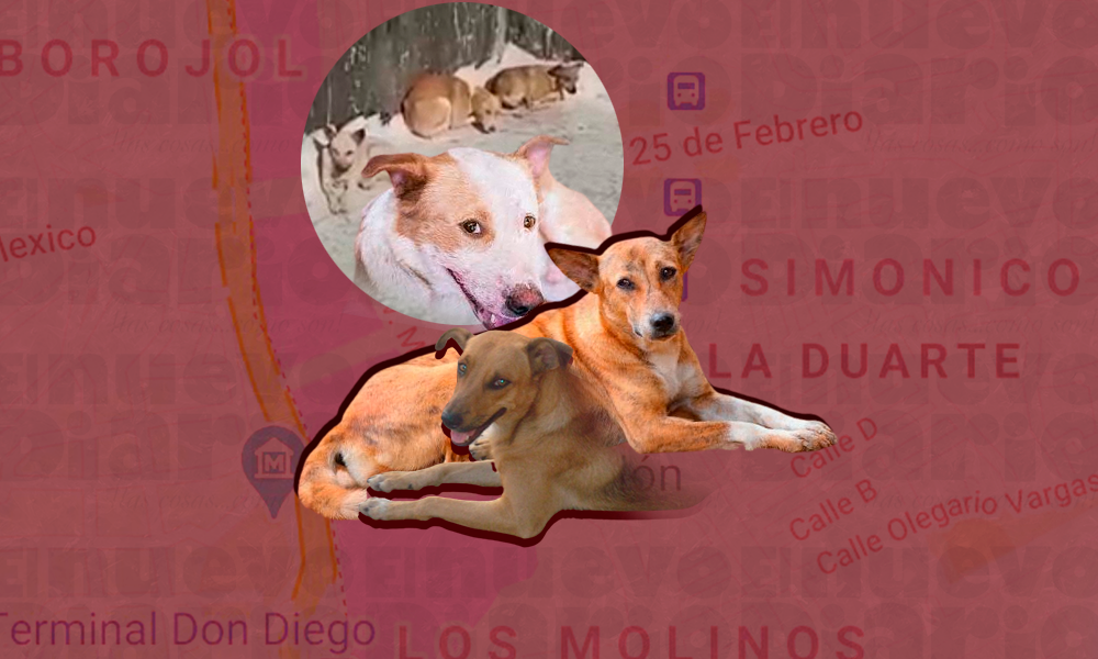 Rescatan a tres perros abandonados en una azotea en Villa Duarte – El ...