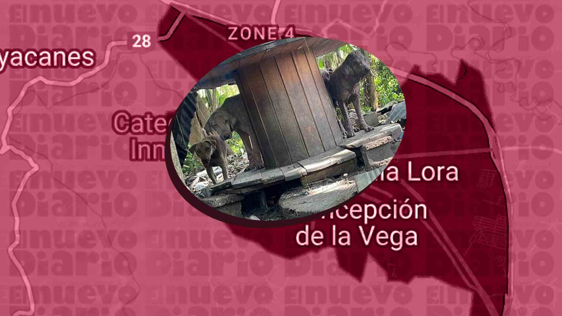 Denuncian más de 30 perros viven en completo abandono en Arenoso, La ...