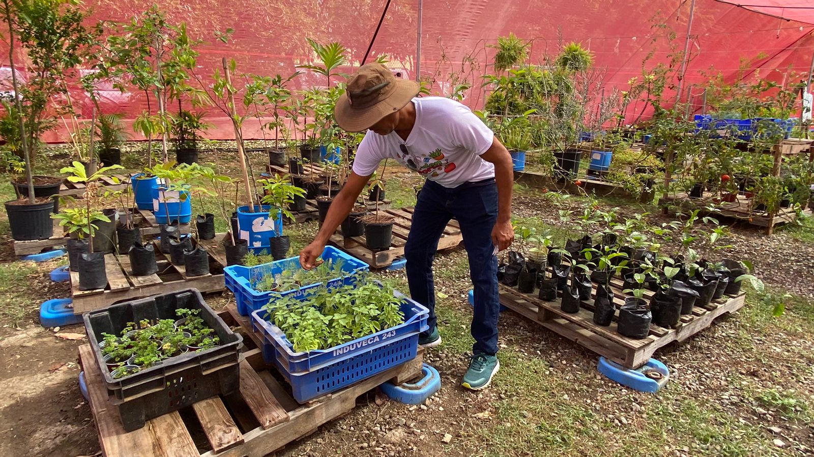Los Huertos Urbanos Un Sistema De Cultivo Que Debe Incentivarse Para