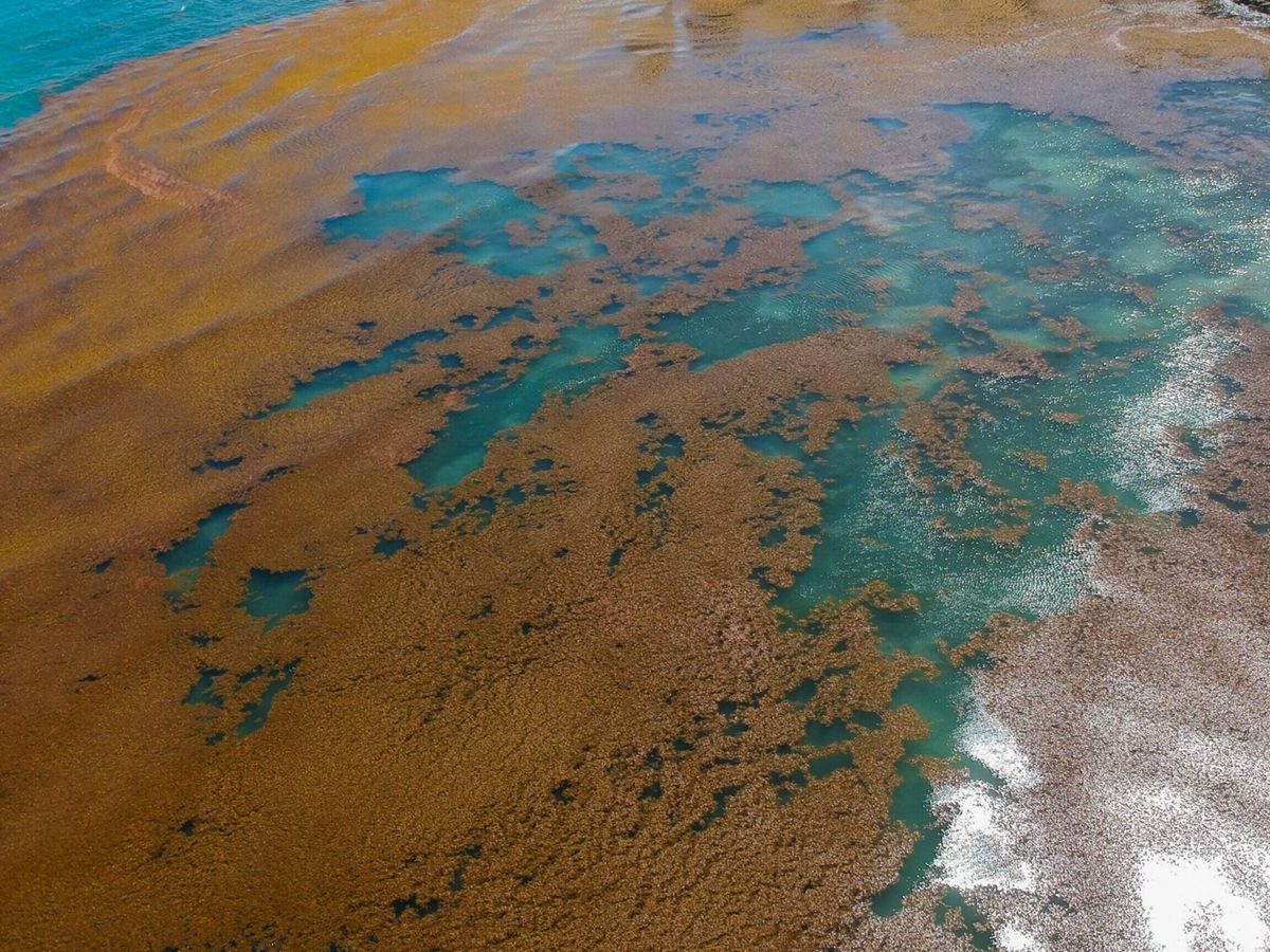 Disminuye un 15 % la masa de sargazo en Atlántico, algo nunca antes ...