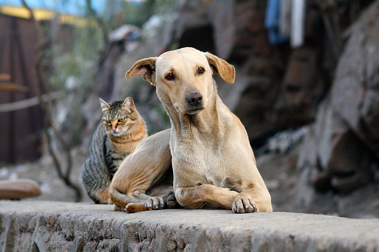 Fedda dice perros y gatos sí están contemplados en reglamento de ...