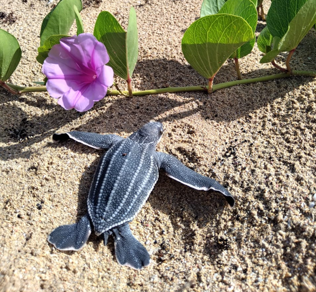 Medio Ambiente inicia temporada de las tortugas tinglar en Higüey y ...