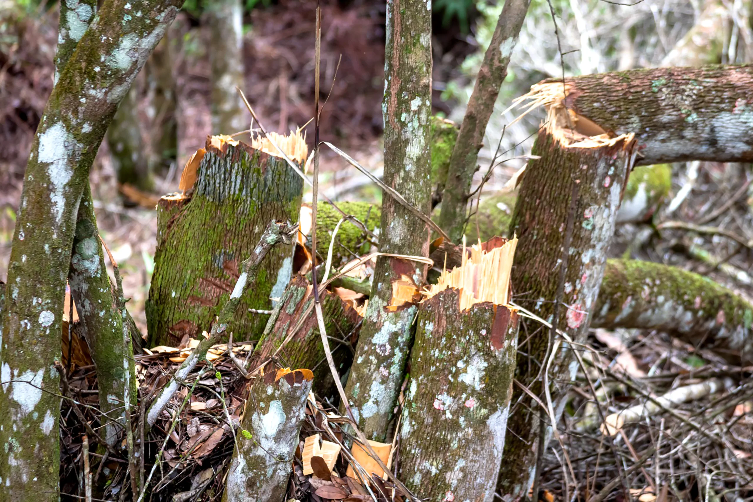 Apresan hombre por depredar el bosque del Parque Nacional Nalga de Maco ...
