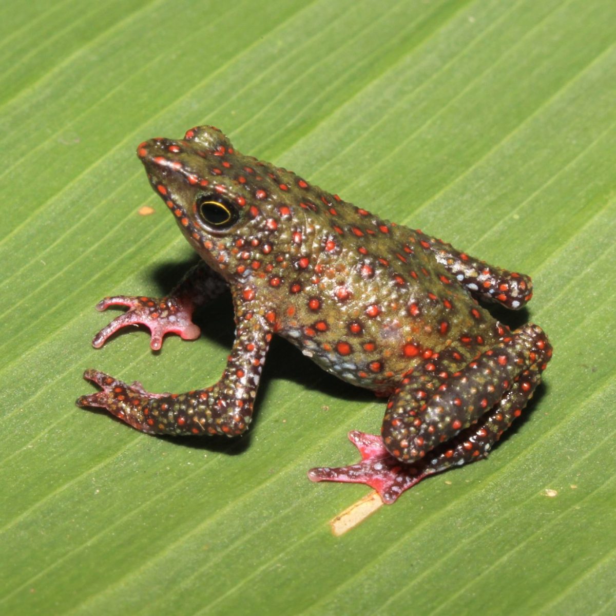 Científicos identifican dos nuevas especies de ranas arlequines en la ...