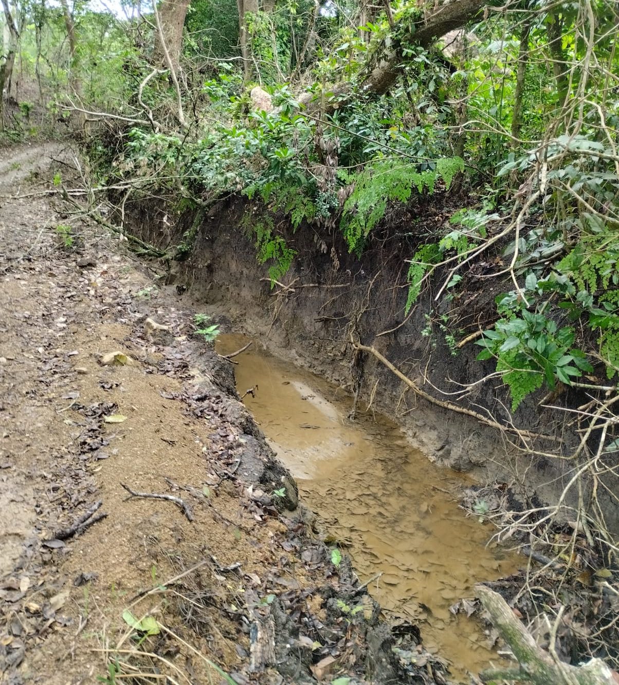Periodista denuncia desvío de arroyo y tala de árboles en Maizal del ...