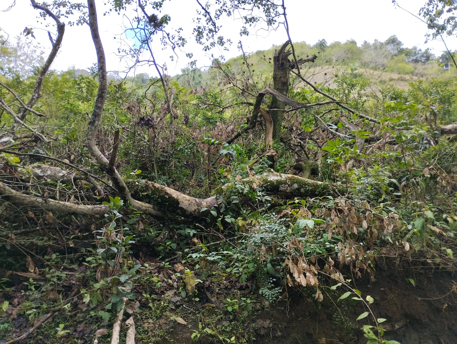 Periodista denuncia desvío de arroyo y tala de árboles en Maizal del ...
