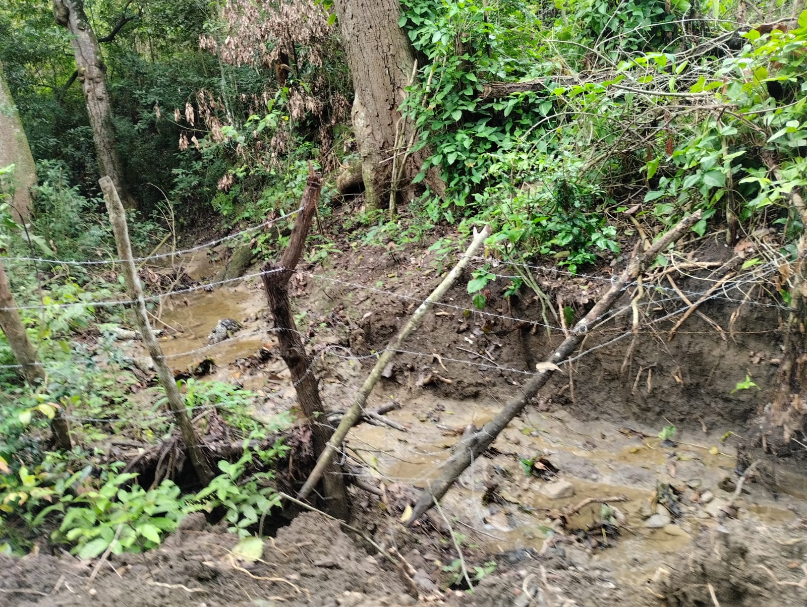 Periodista denuncia desvío de arroyo y tala de árboles en Maizal del ...