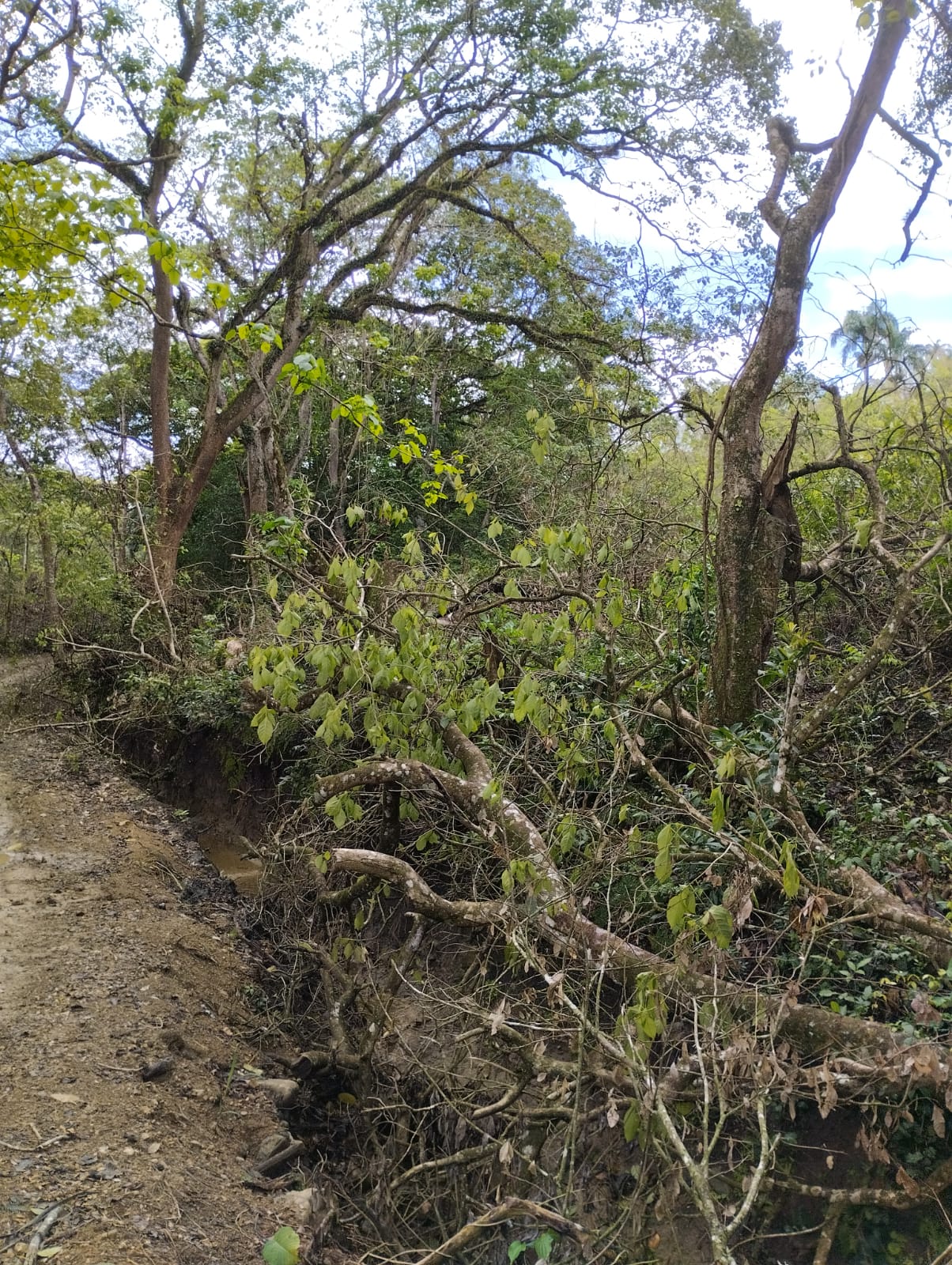 Periodista denuncia desvío de arroyo y tala de árboles en Maizal del ...
