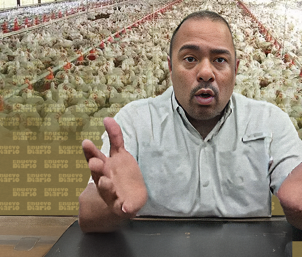 Productores avícolas de Moca denuncian quiebra por sobreproducción de ...