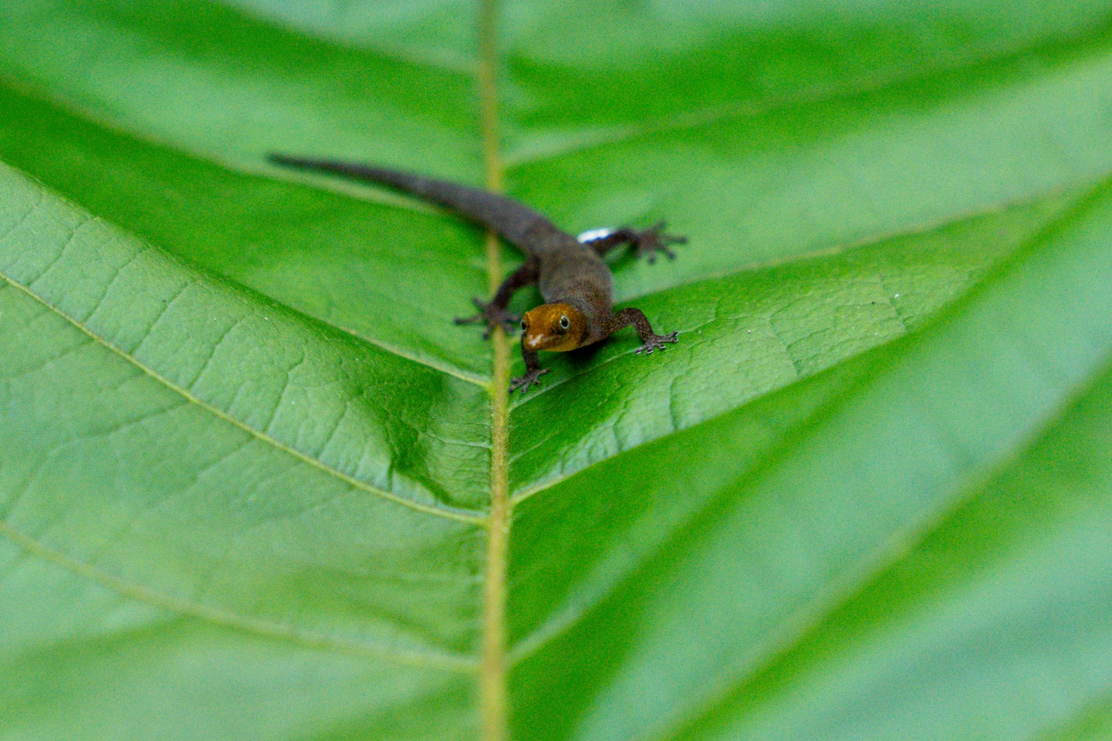 Destacan avances en la conservación del Gecko de Bandas de Samaná – El ...