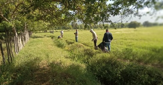 Medio Ambiente realiza jornada de reforestación en Maizal, Valverde ...